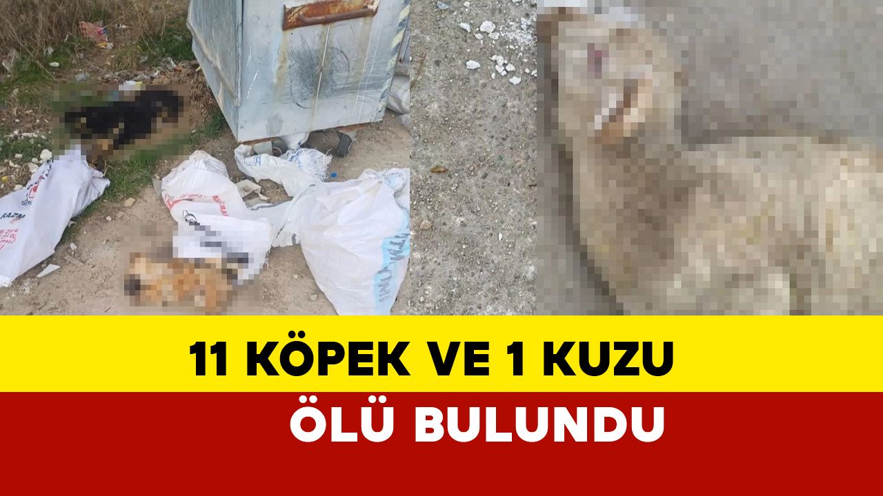 Kırklareli’nde 11 Köpek ve 1 Kuzu Ölü Bulundu: Soruşturma Başlatıldı