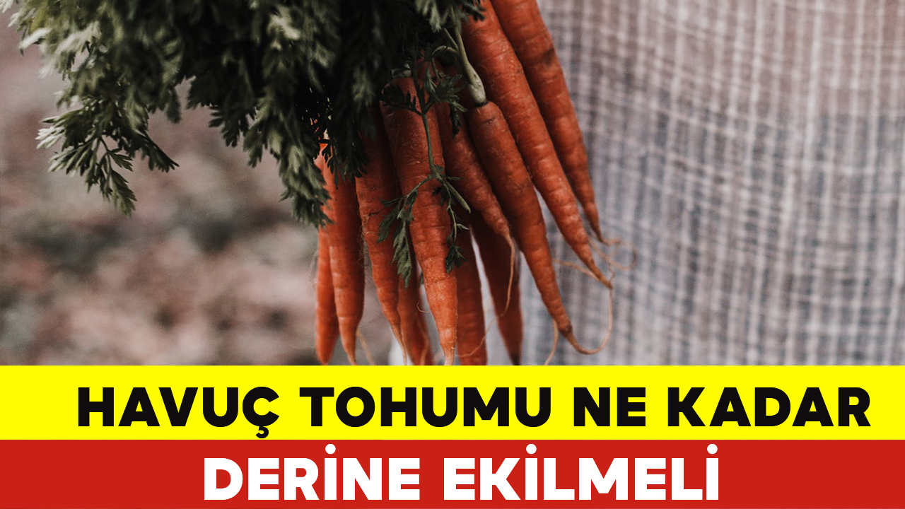 Havuç Tohumu Ne Kadar Derine Ekilir
