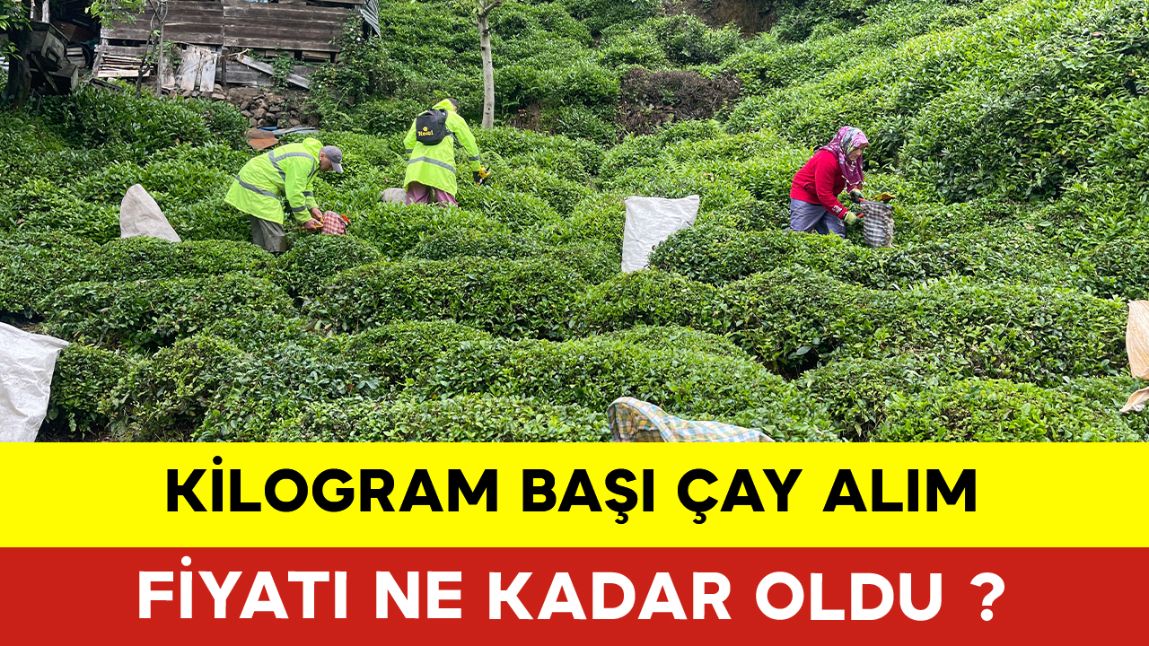 2024 Yılı Kilogram Başı Çay Alım Fiyatı Ne Kadar Oldu?