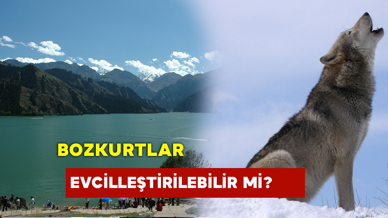 Bozkurtlar Evcilleştirilebilir Mi?
