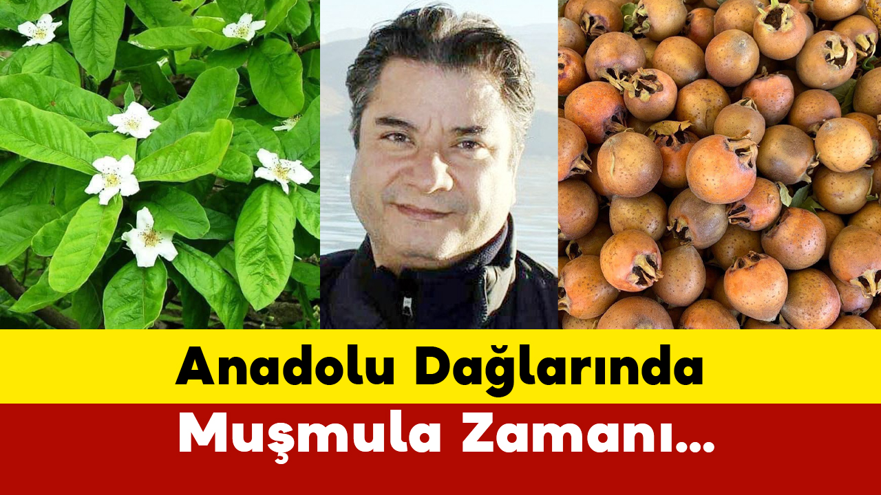 Yusuf Yavuz: Anadolu Dağlarında Muşmula Zamanı…